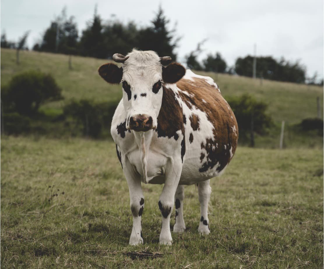 Ruminal Tympany or Bloat: Disease of Ruminants