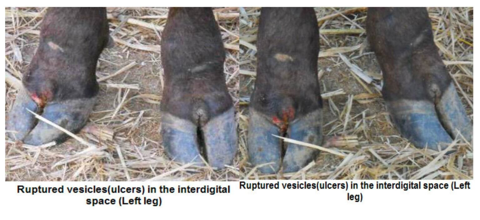 Foot and Mouth Disease (FMD) | Aphthous Fever in Animals