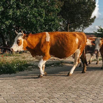 Septic Laminitis in Cattle | Septic Traumatic Pododermatitis