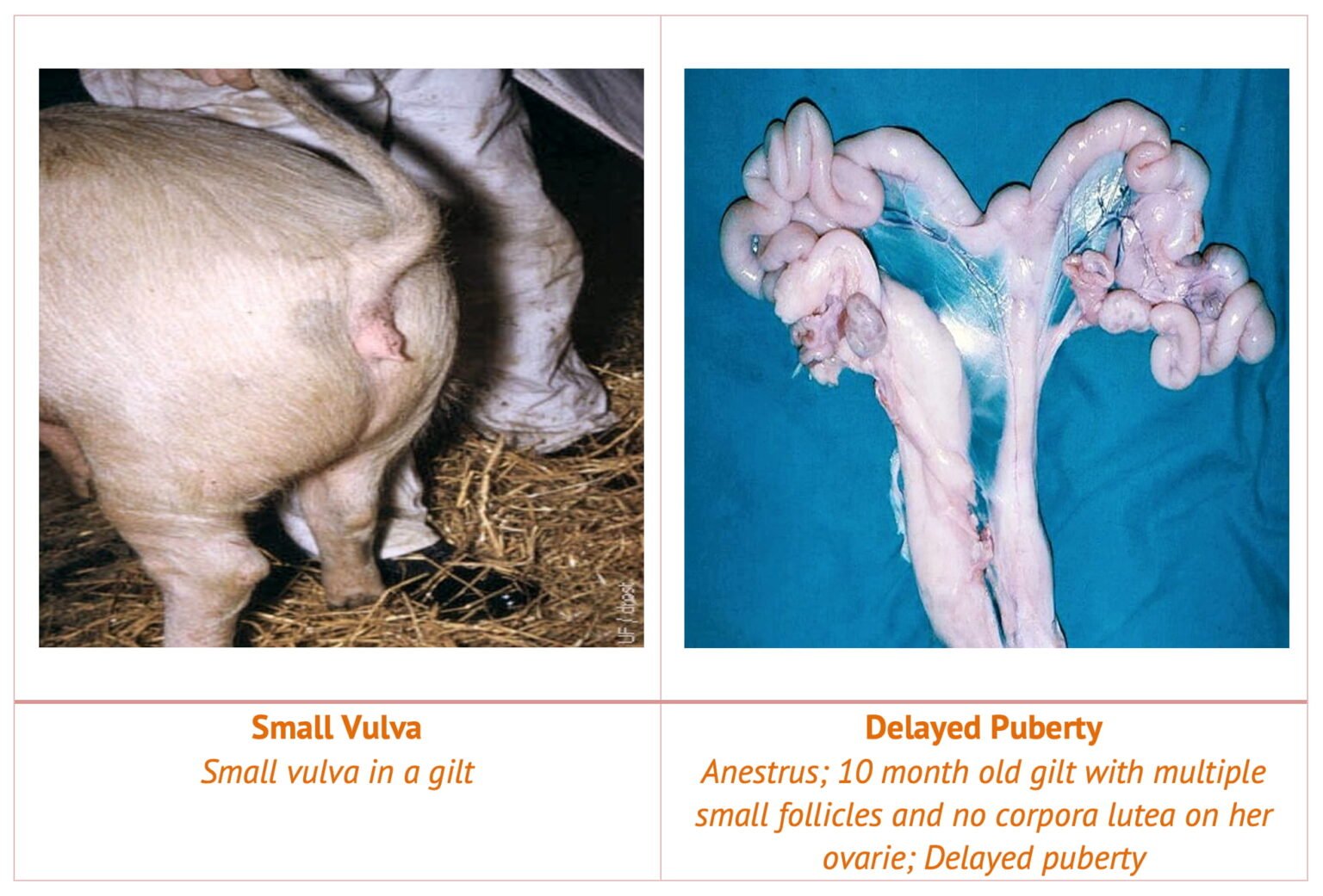 Reproductive Abnormalities in Pigs (Sows and Gilts) | Examination