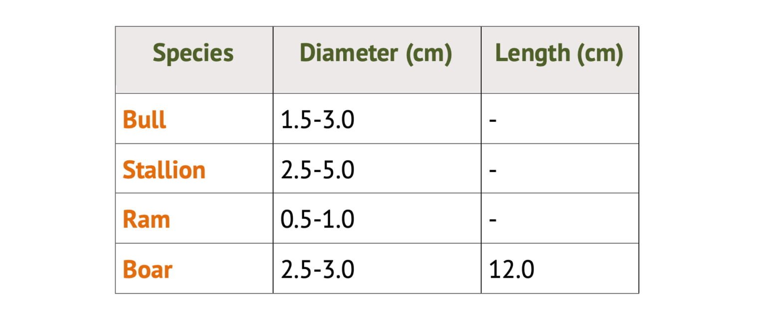 Bulbourethral Glands (Cowper’s Glands) in Male Animals