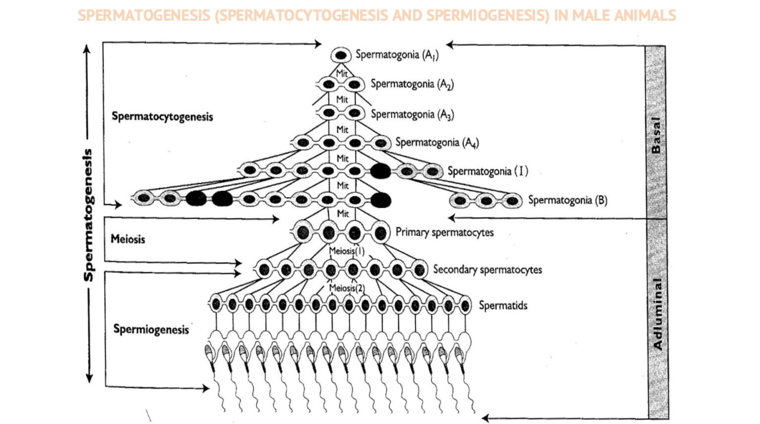 Spermatogenesis (Spermatocytogenesis and Spermiogenesis)
