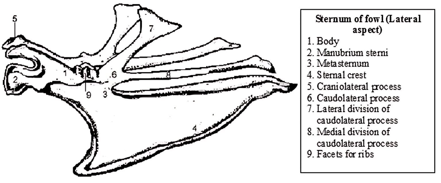 Sternum of Ox, Horse, Sheep, Goat, Dog, Pig, Rabbit and Fowl