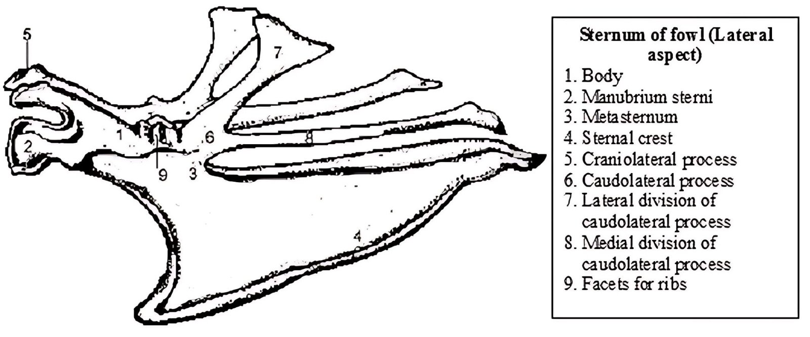 Sternum of Ox, Horse, Sheep, Goat, Dog, Pig, Rabbit and Fowl