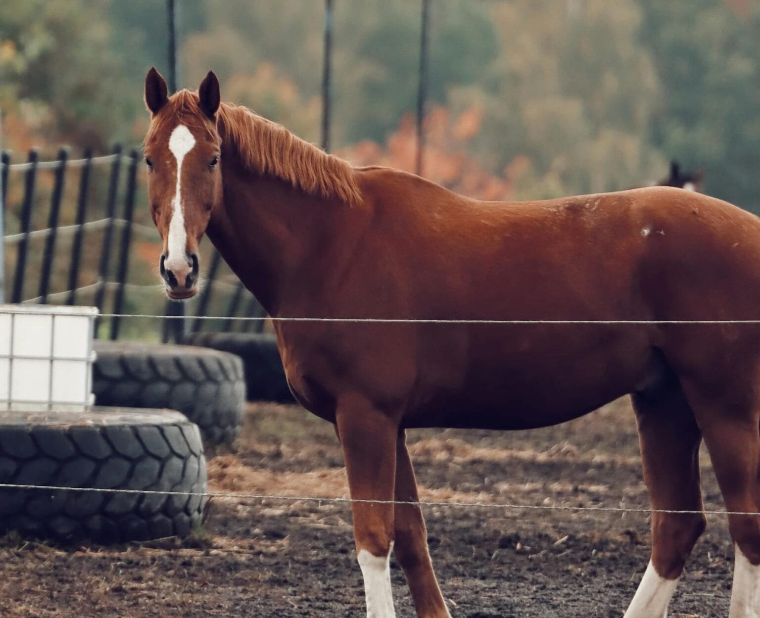 Strangles or Equine Distemper | Infectious adenitis in Horses