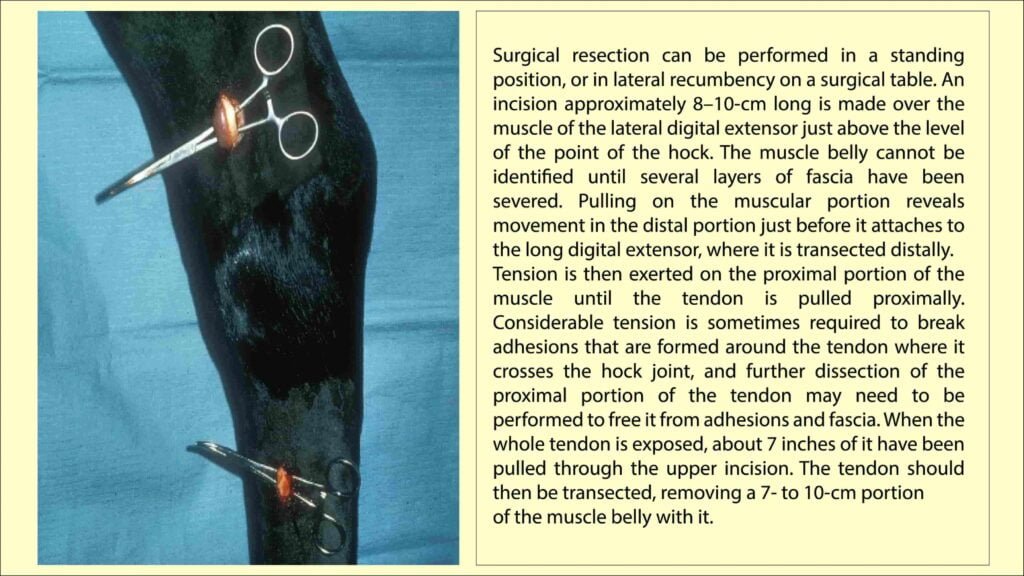 Stringhalt in Horses | Involuntary Hyperflexion of the Hock
