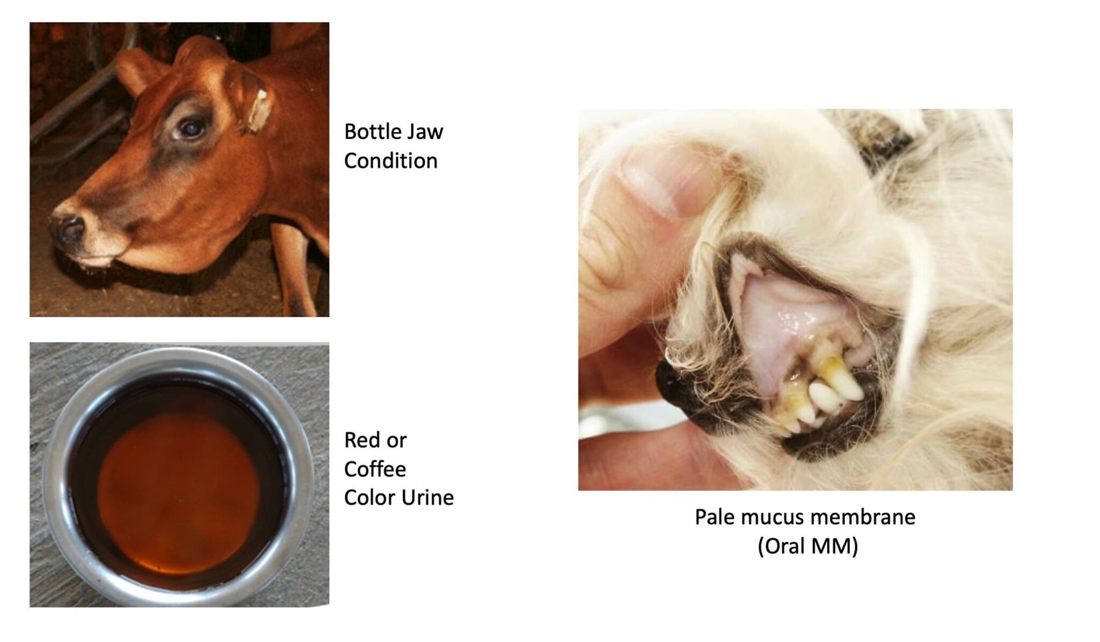 Symptoms of various diseases in Animals