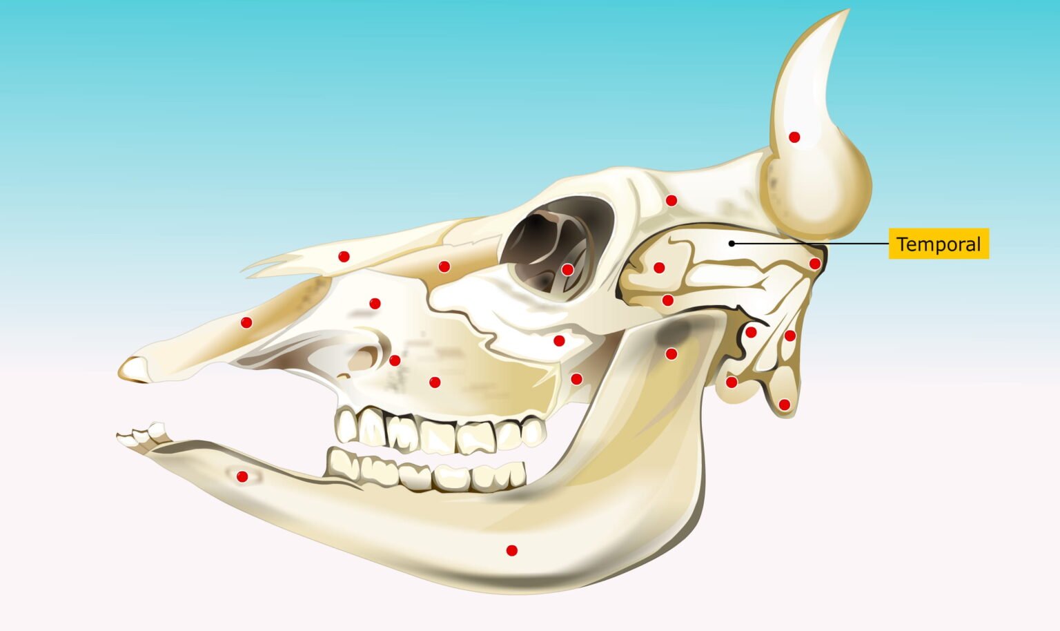 Temporal Bone of Domestic Animals | Cranial Bones