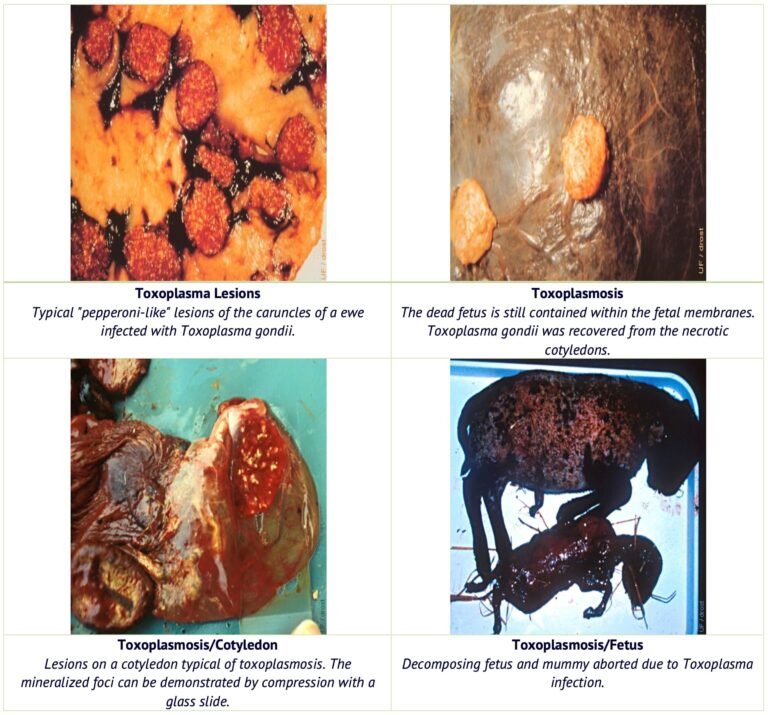 Protozoal Diseases Causing Infertility in Animals | Vet Gynaecology
