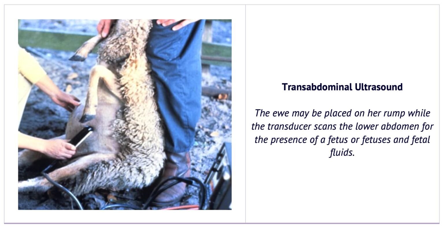 Pregnancy Diagnosis in Sheep and Goats (PD in Ewes and Does)