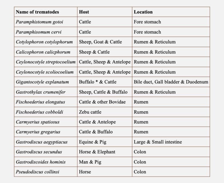 Amphistomiasis | Stomach Flukes or Conical Flukes of Animals