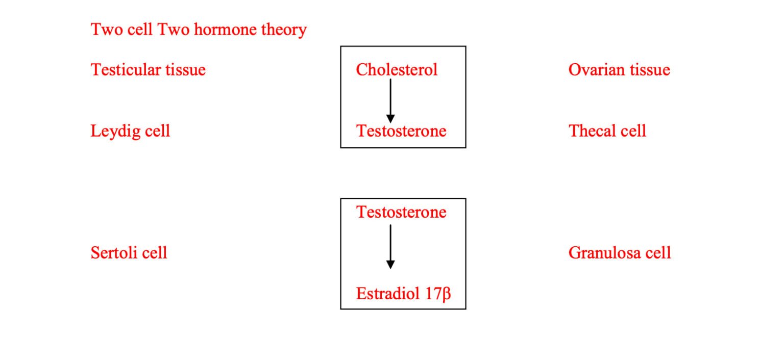 Estrogen in Animals | Two-Cell Theory, Functions and Clinical Uses