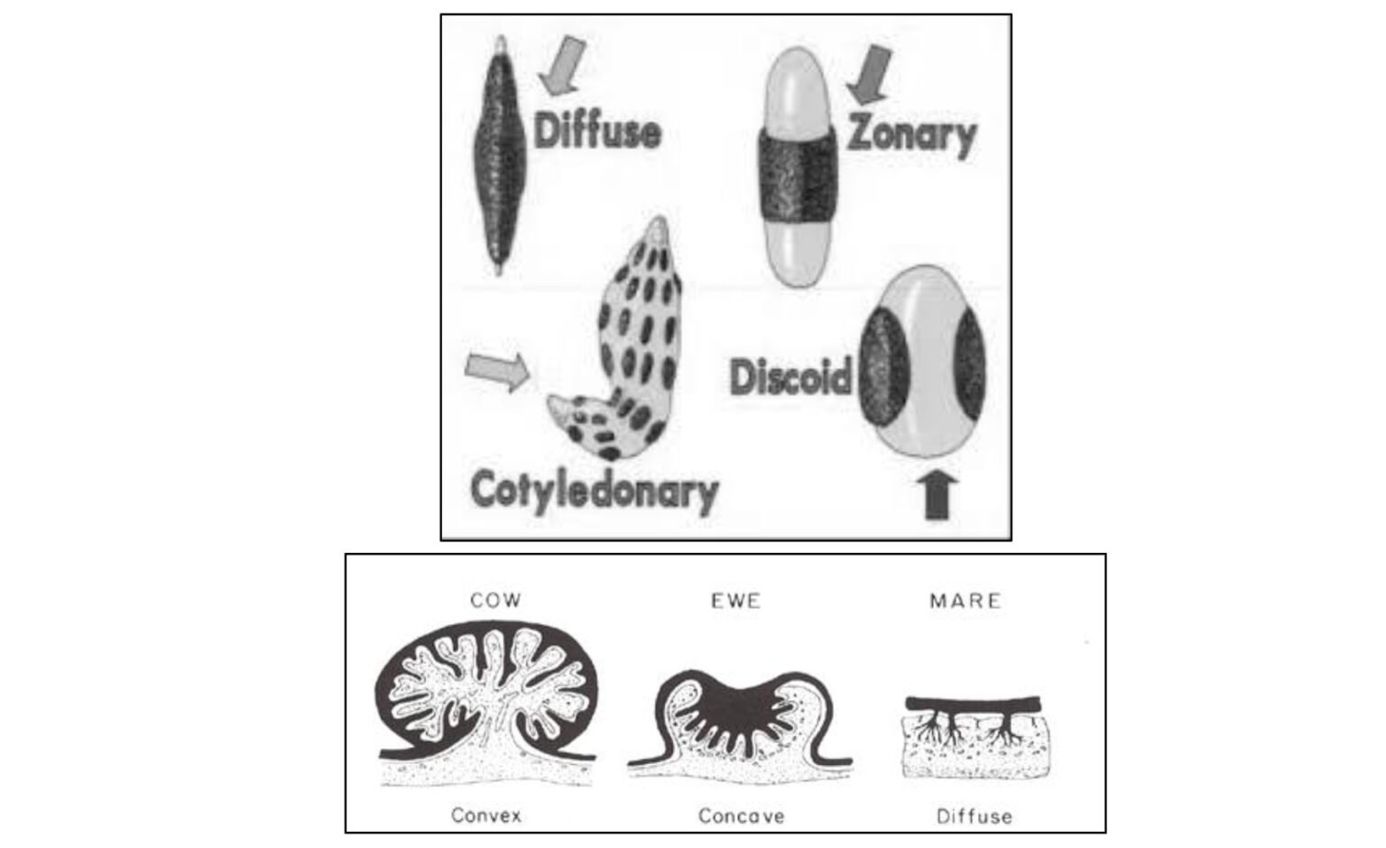 Anatomical Classification of Placenta | Diffuse, Cotyledonary, Zonary ...