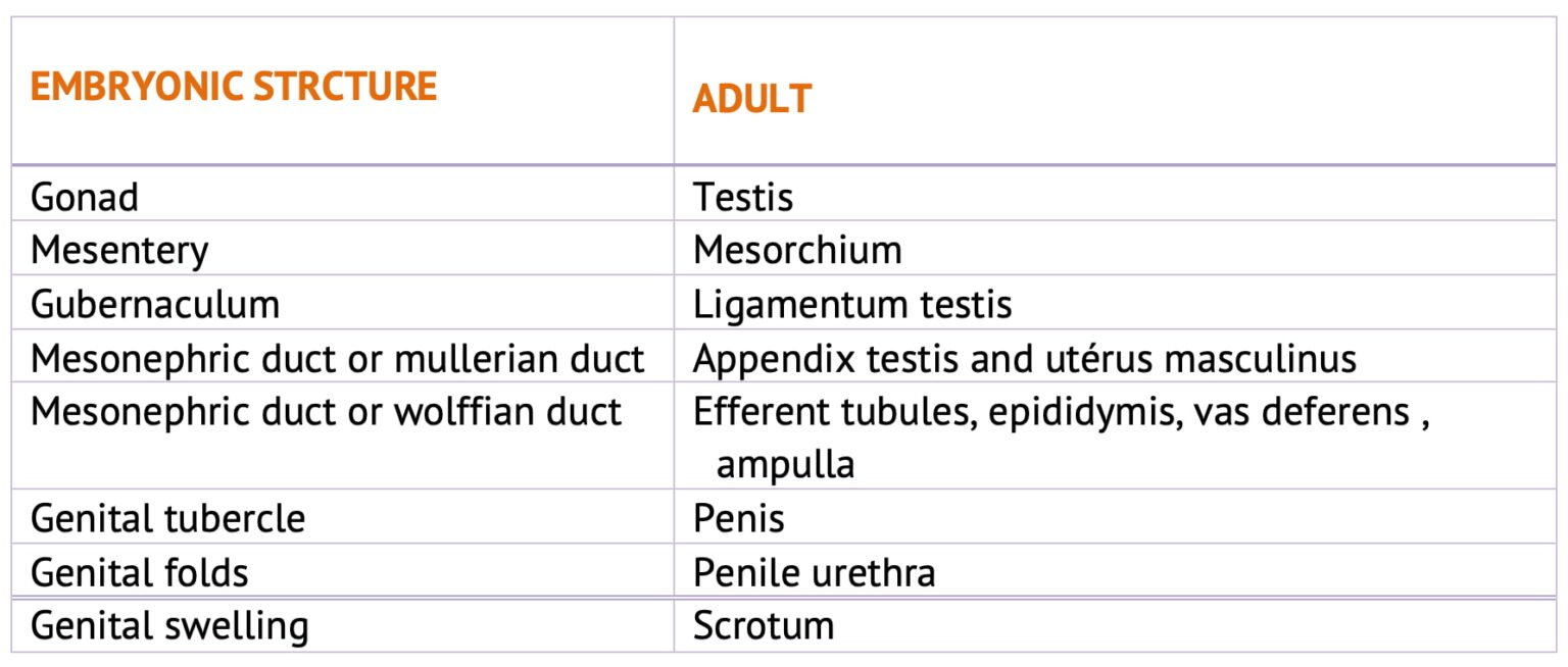 Embryology of Male Reproductive System | Andrology