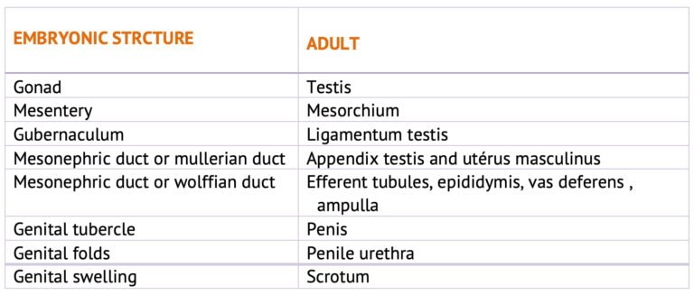 Embryology of Male Reproductive System | Andrology