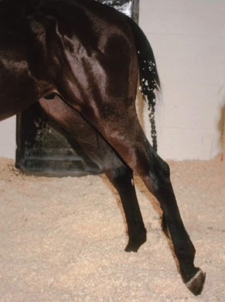 Classification of reflex arc