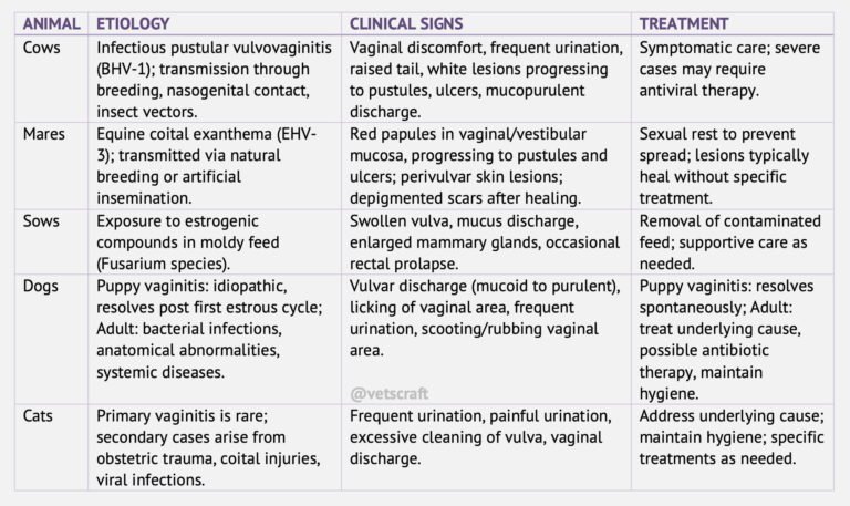 Vaginitis in Animals | Contagious Vesicular Vaginitis or Exanthema
