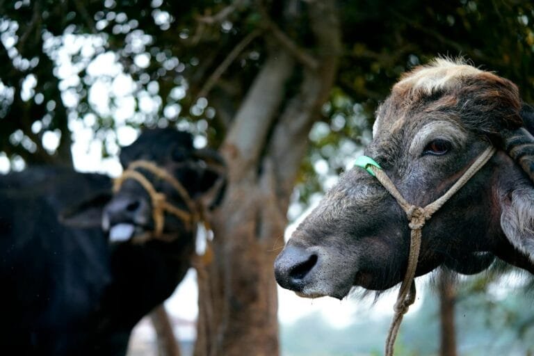 Milk Fever in Cows | Parturient Paresis or Hypocalcemia
